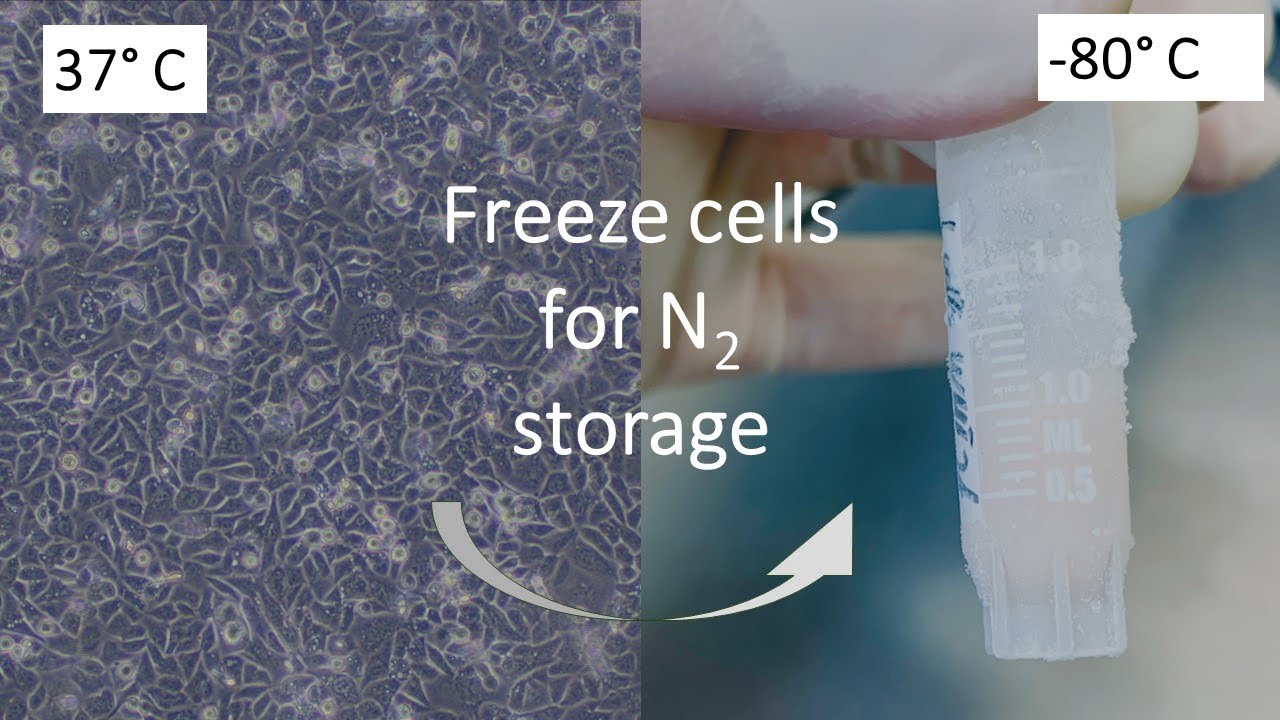 Freezing cells with DMSO and FBS - YouTube