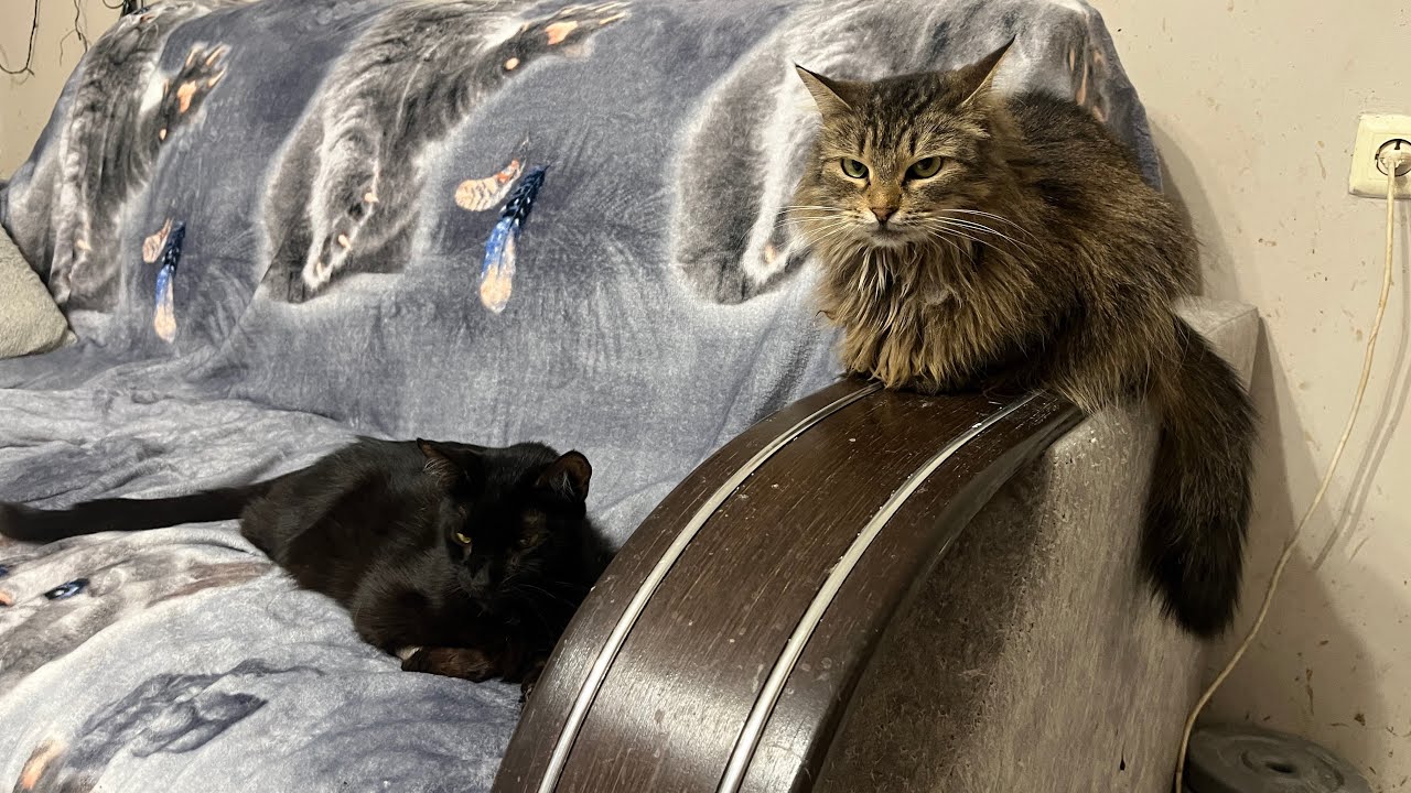 20 cats invite you to live stream - YouTube