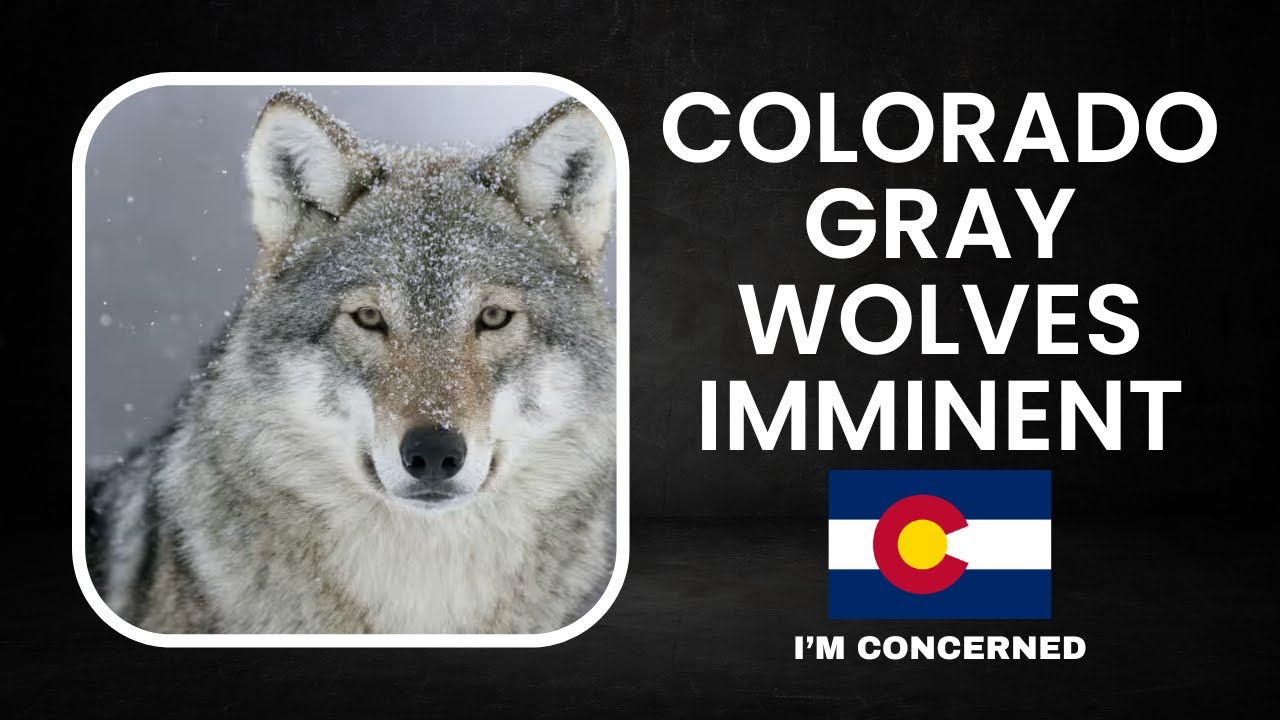 Gray Wolves Releasing in Colorado | How Is This Gonna Go? - YouTube
