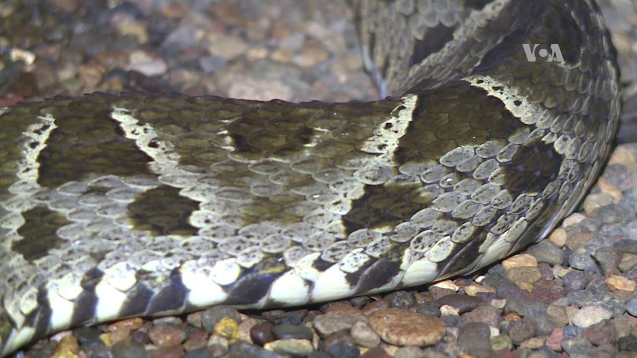 ENTRE LA VIDA Y LA SERPIENTE: Sobrevivir a la mordedura de una ...