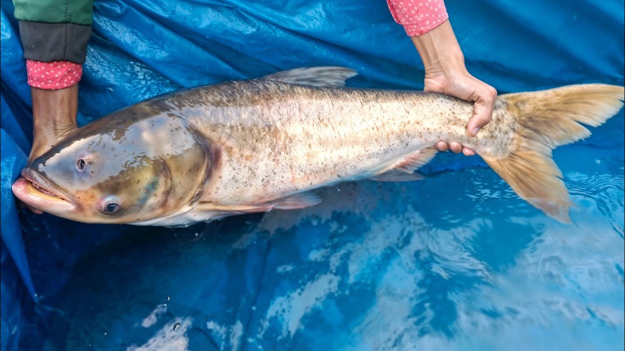 The best large size brigade fish in the market - YouTube