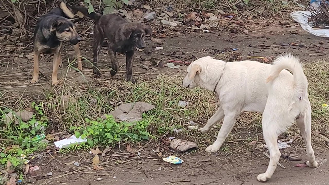 Aggressive Stray Dogs Want To Attack White Dog - YouTube