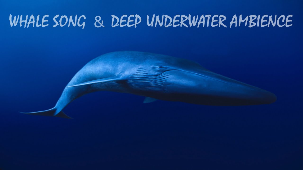 8 Hours of Whale Song and Underwater Ambience- Dark Screen - HD - Sleep ...