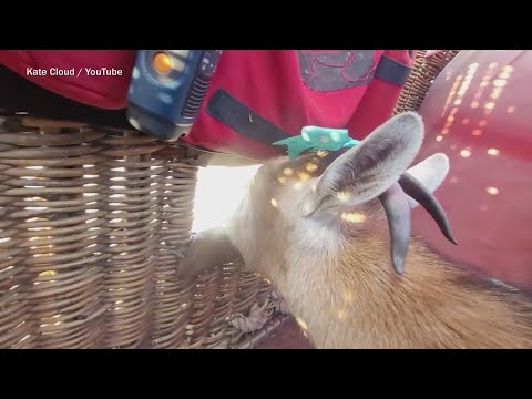 Woman Travels the Country with Pet Goat