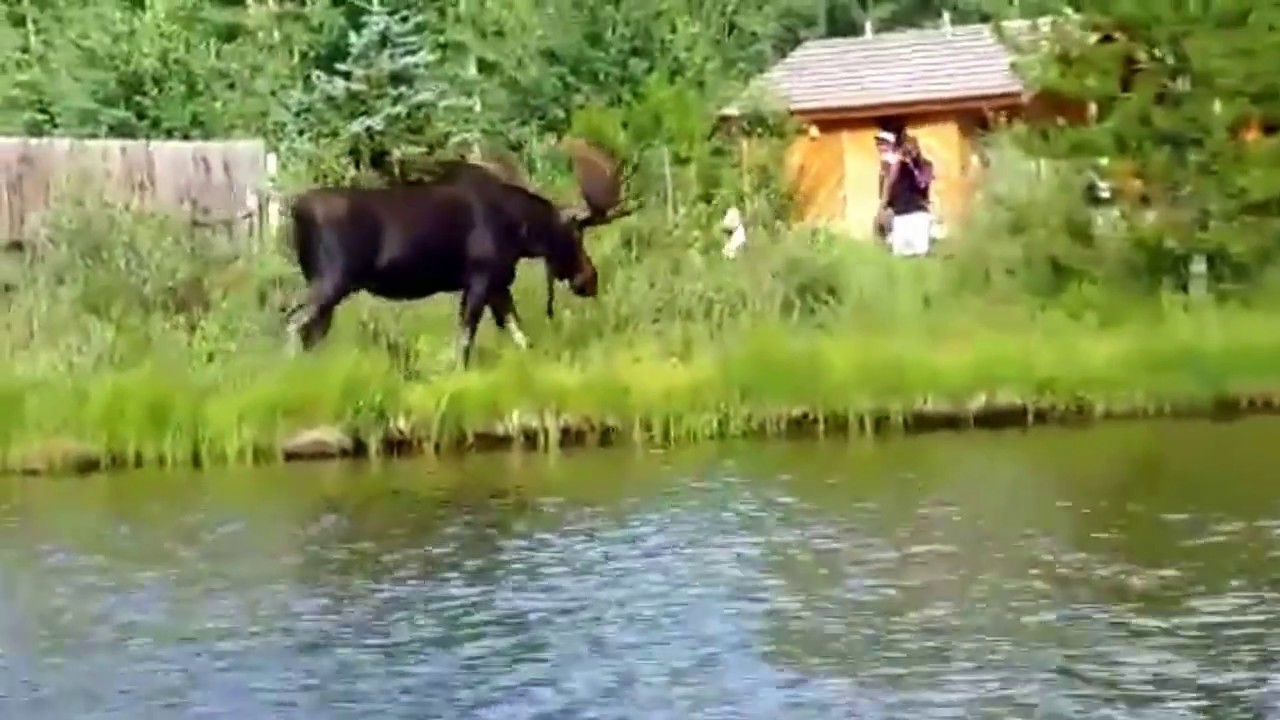 Scary moose sighting at Grand Lake, CO - YouTube