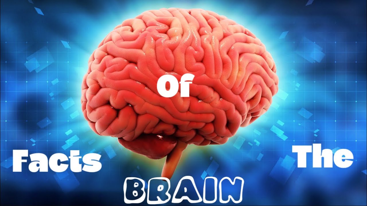 Fascinating Facts of the Human brain! - YouTube