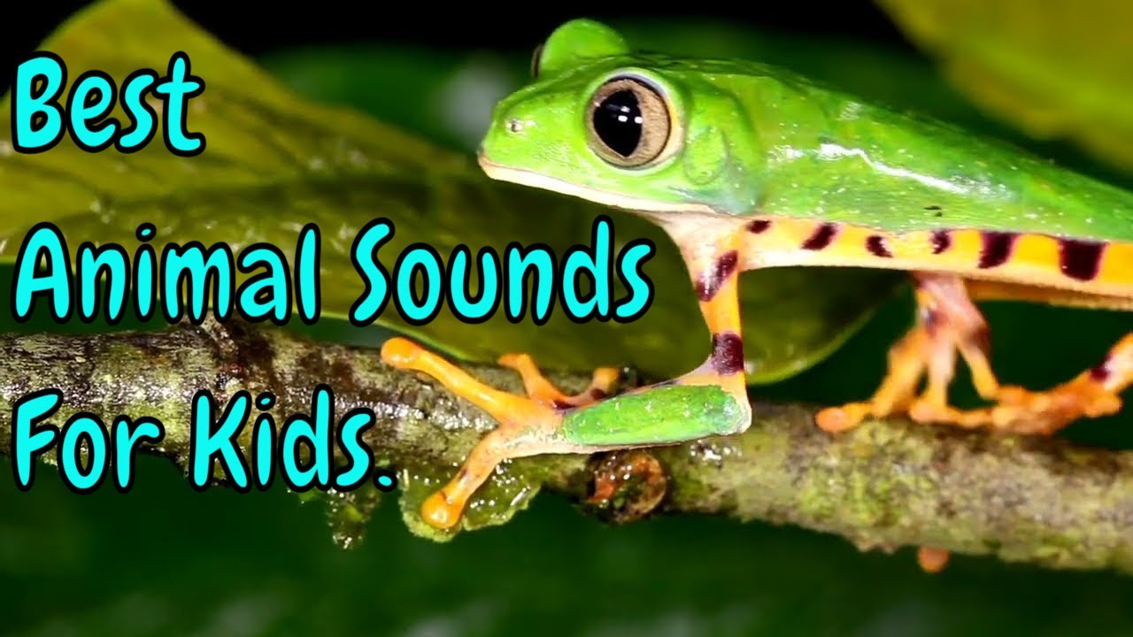 The Best Animal Sounds For Kids! | Domestic Animals , Cat, Dog,Pig ...