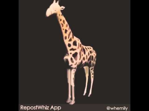 Funny giraffe dance - YouTube