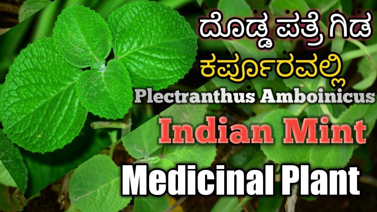 ದೊಡ್ಡ ಪತ್ರೆ, Indian Mint, Mexican Mint - YouTube