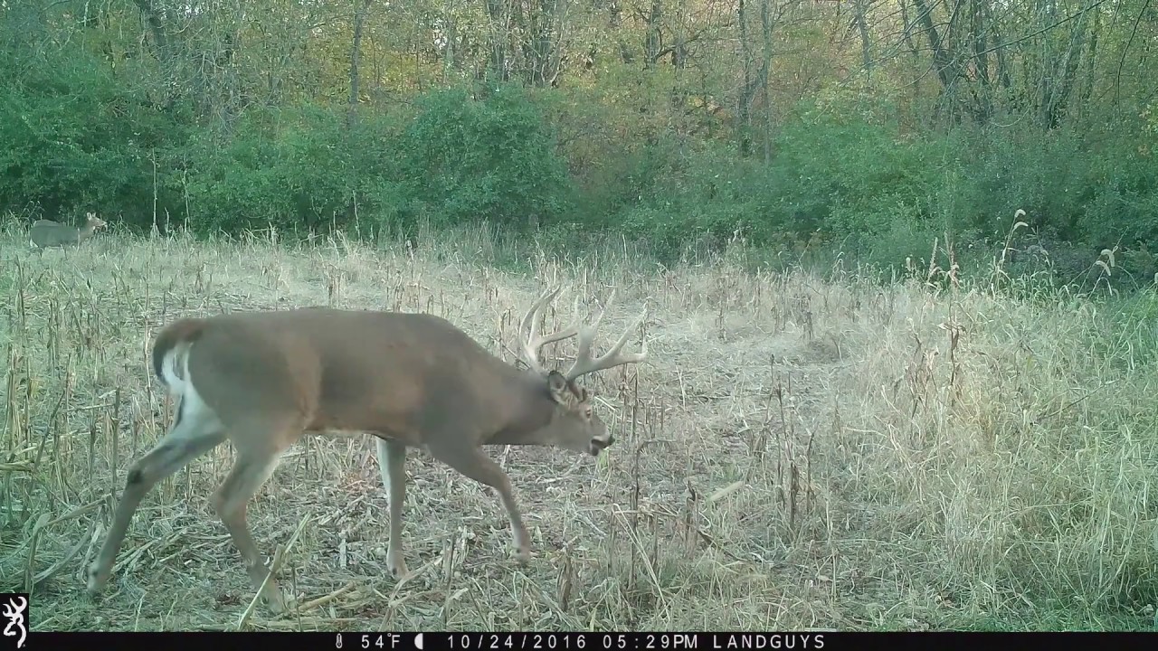 Incredible WHITETAIL BUCK CHASING BEHAVIOR Captured On LandGuys ...