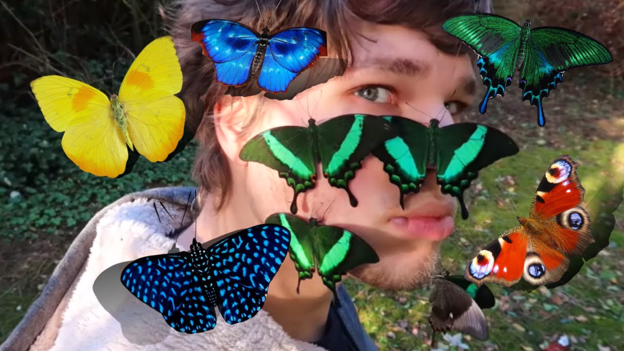 My PET Butterflies & Moths - Butterfly Breeder / A Dream Job or not? ft ...