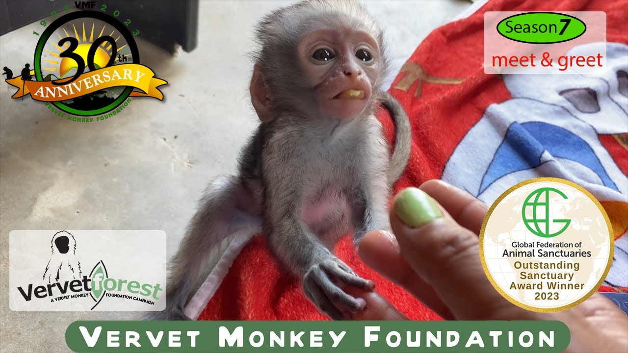 "Heartwarming Meet & Greet: Baby Monkeys' First Playdate on the Road to ...
