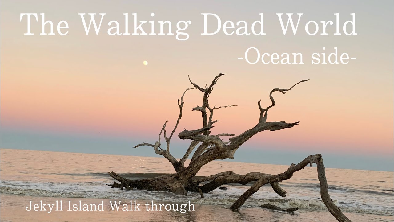 The Walking Dead Ocean side Jekyll island sunset of Driftwood Beach ...