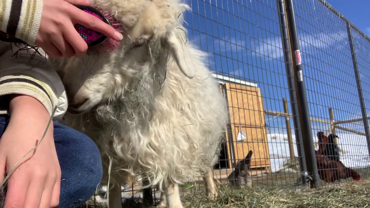 Brushing my goat rosy! - YouTube