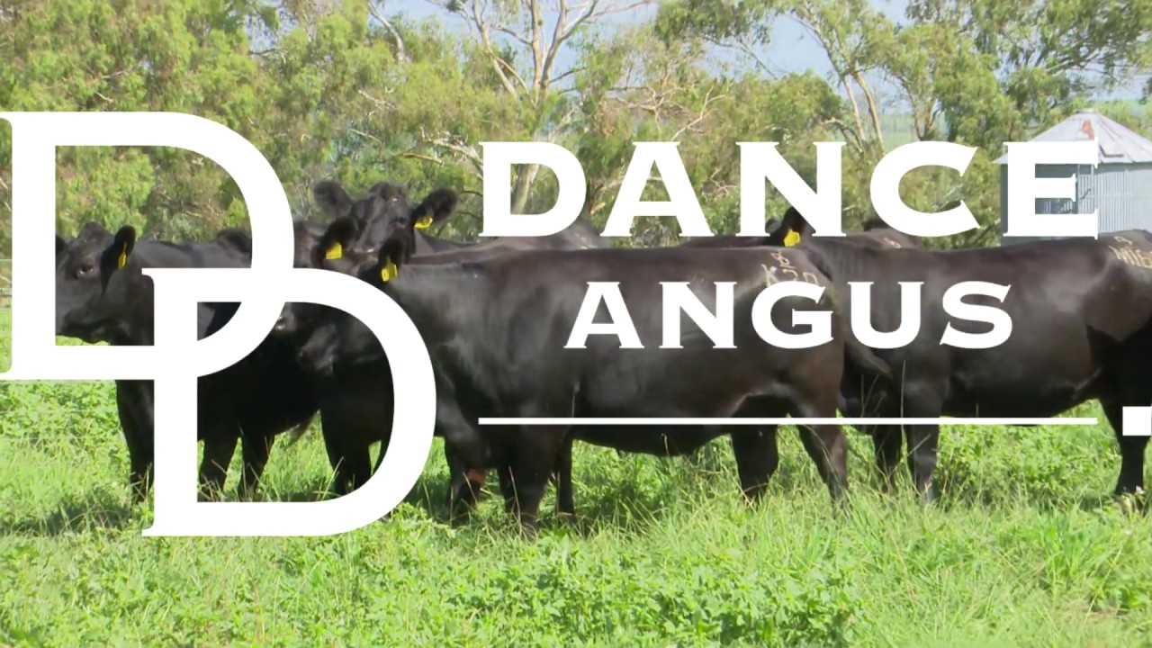 Dance Angus Complete Dispersal Sale Preview - YouTube