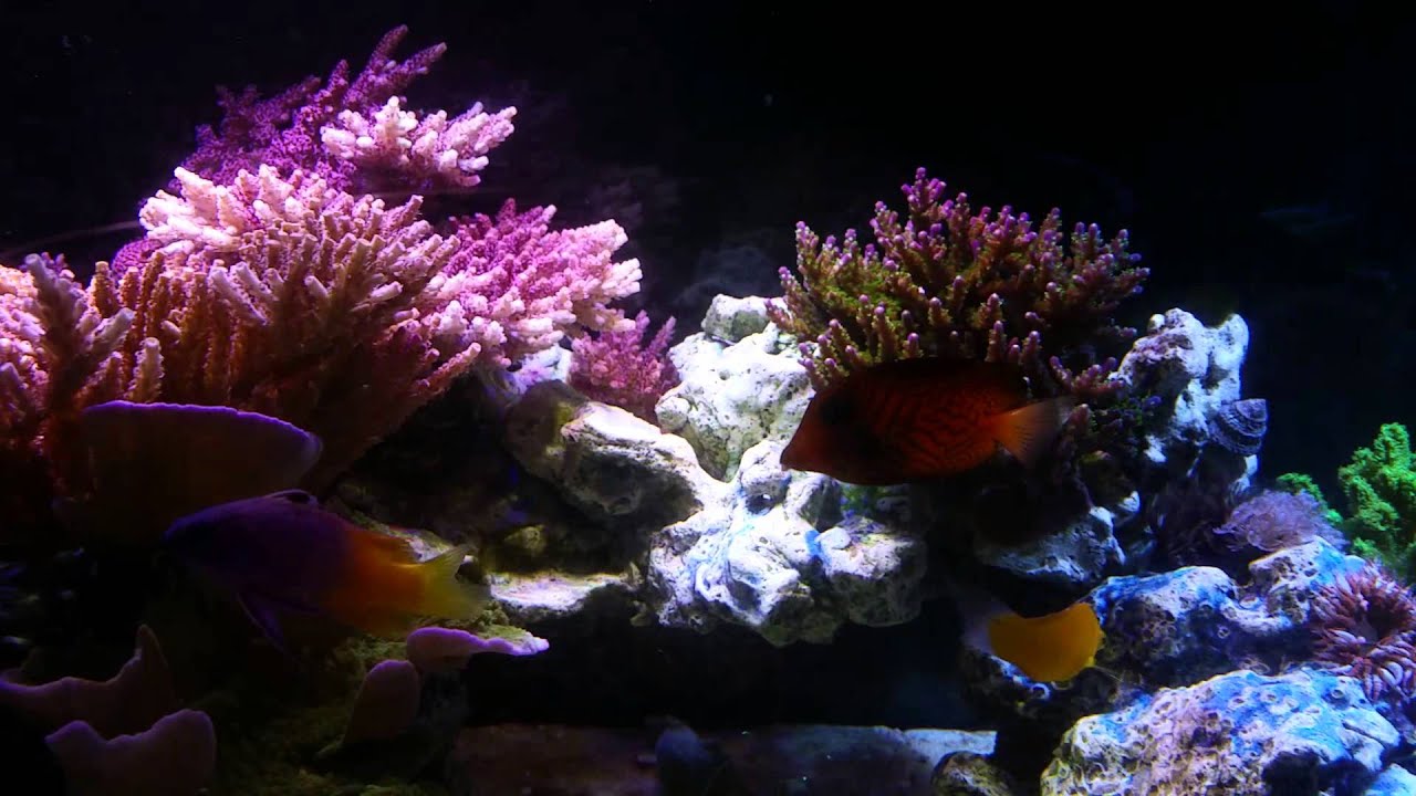 75g reef tank by pristinemarineaquariums - YouTube