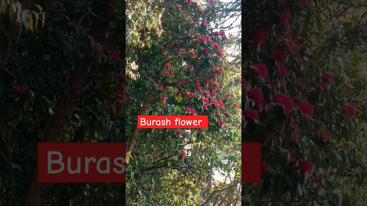 #Nature#Flower of burash# - YouTube