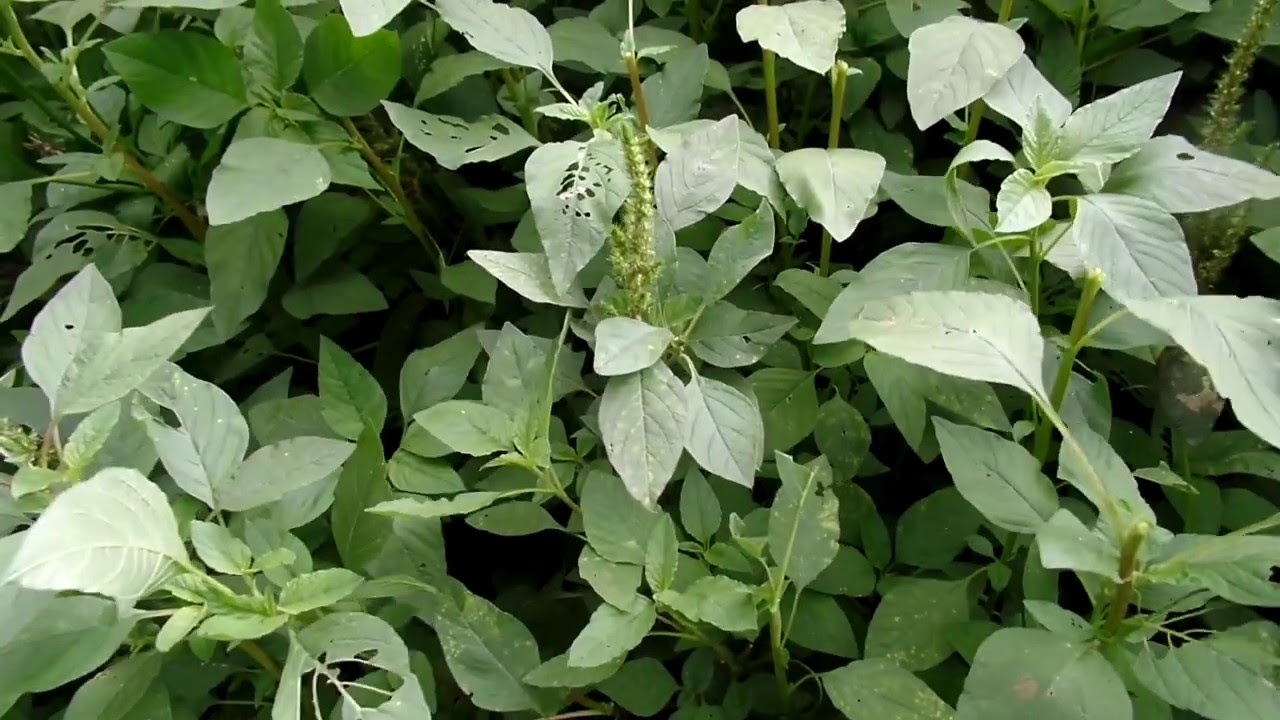 How to know Latte and Bethe | Latte | Bethe | Nepali saag | Traditional ...