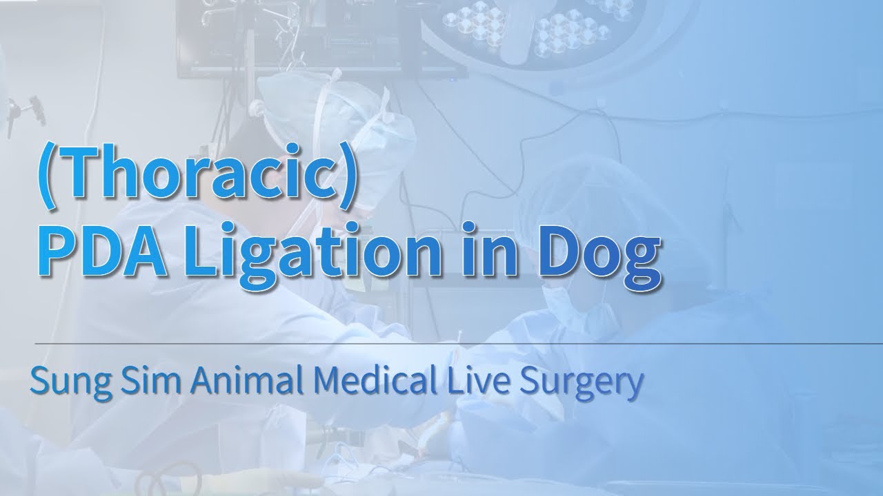 (Thoracic) PDA Ligation in Dog Sung Sim Animal Medical Live Surgery ...