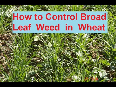 How to Control Broad Leaf weeds in Wheat - YouTube