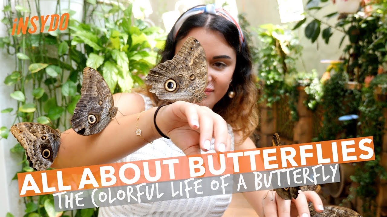 Dubai Butterfly Garden The Largest Covered Butterfly Garden In The dubai-butterfly-garden-the-largest-covered-butterfly-garden-in-the