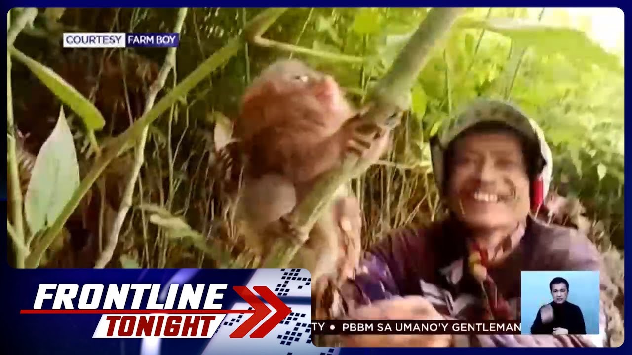 Endangered species na tarsier, dinakma at pinilit pangitiin ng mga ...