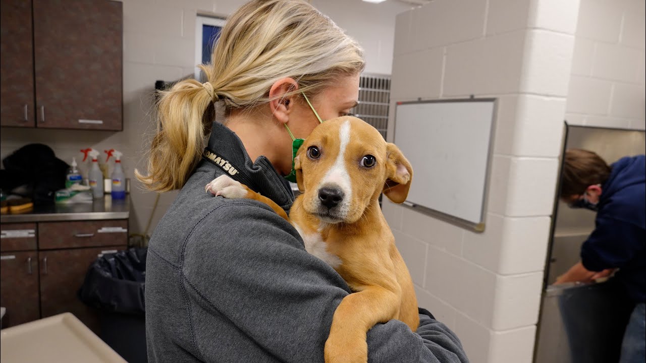 Can you give a puppy hope? - YouTube