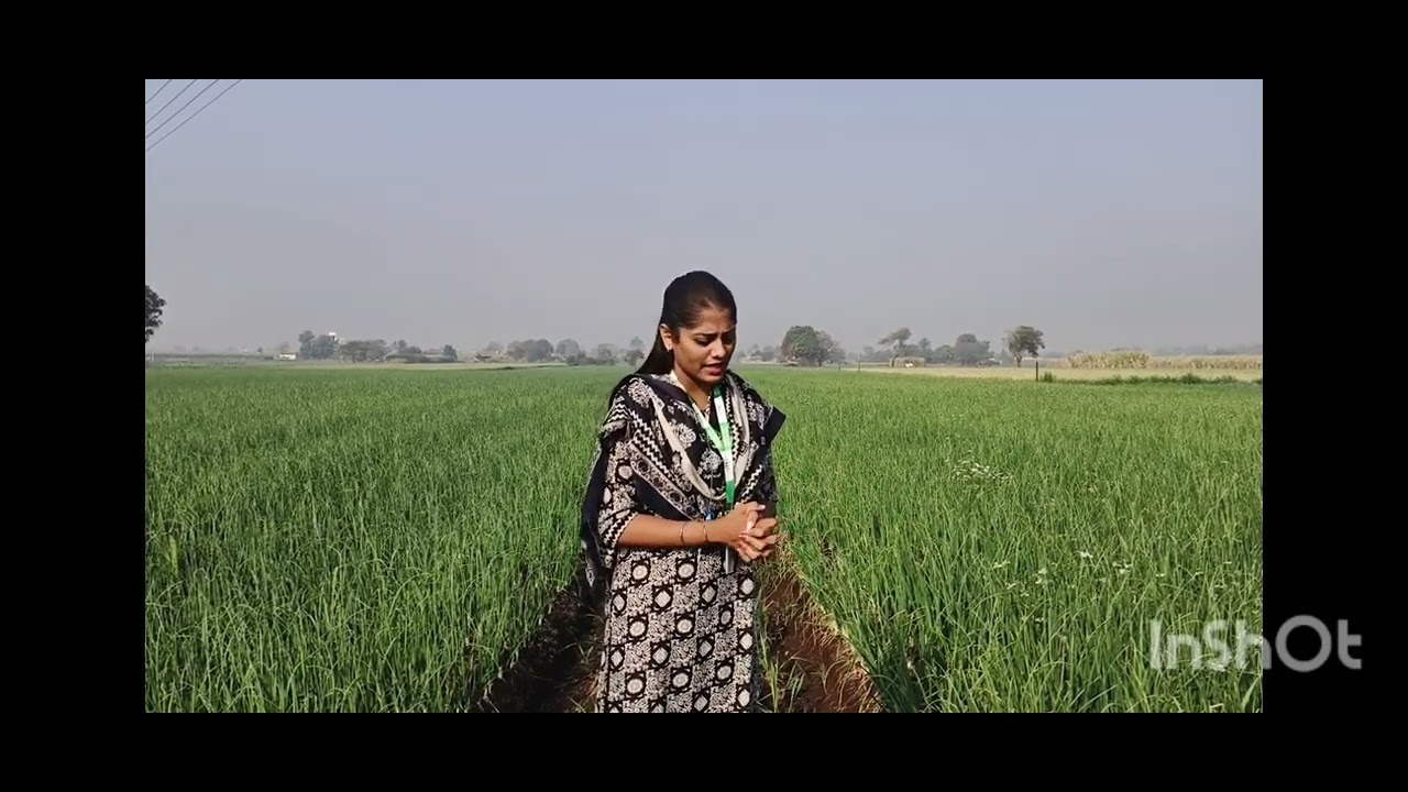 biofactor Bio NPK,bio POTASH, SUMKA,bio DAP user happy farmer in Onion crop. - YouTube