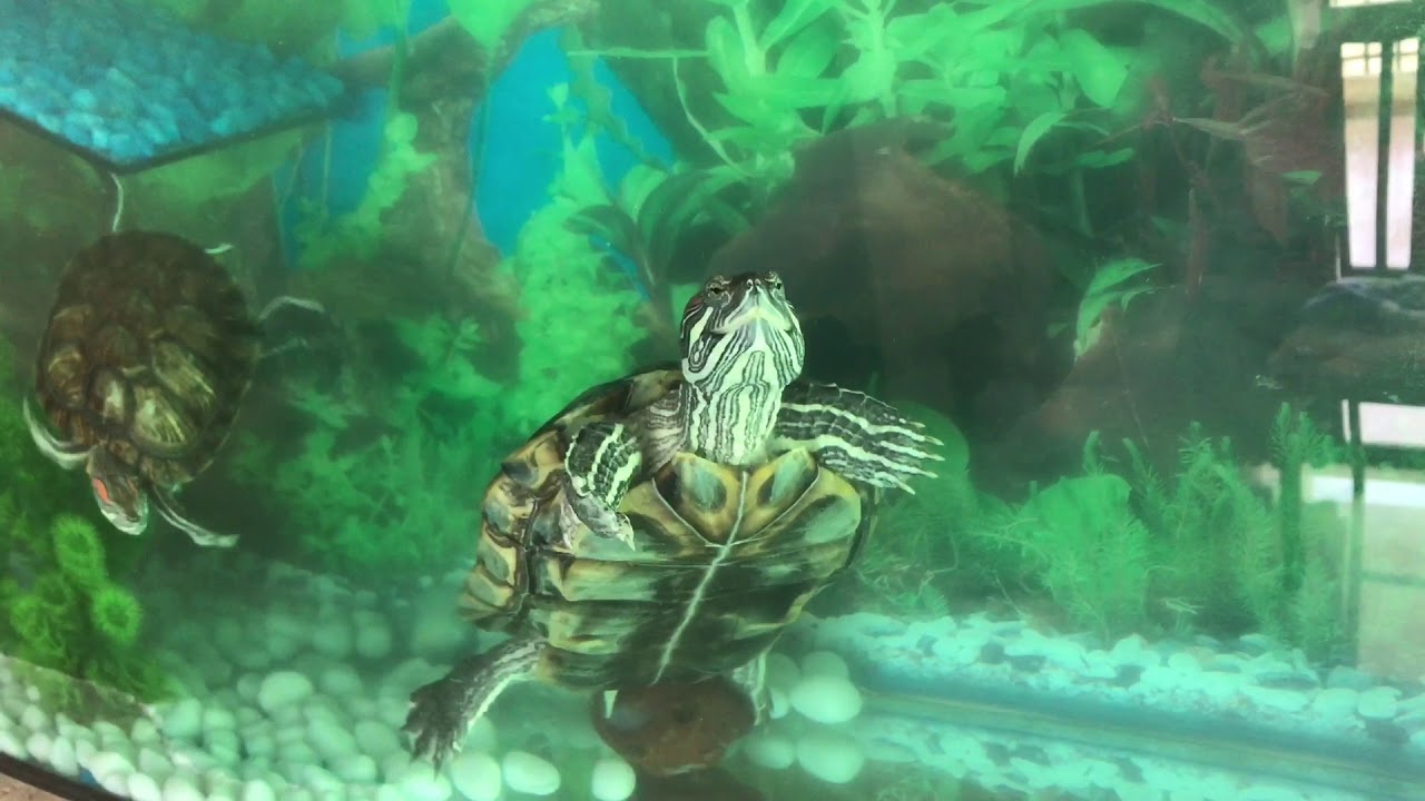 Turtle Mating Dance - YouTube