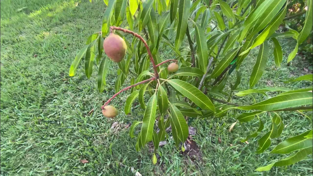Dwarf Hawaiian Mango Tree/Update 3 - YouTube