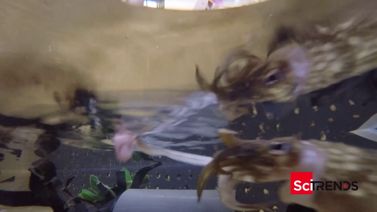 When Cuttlefish Attack - YouTube
