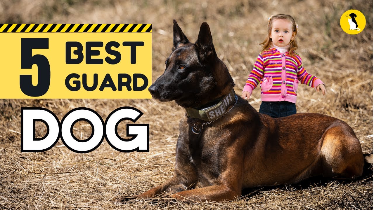 Protect Your Home and family with the Top 5 Best Guard Dog Breeds - YouTube