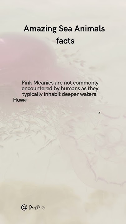 Pink Meanie facts - YouTube