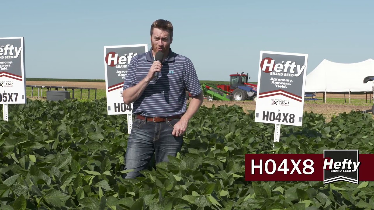 Hefty Brand Soybeans - H04X8 at Mid-Season - YouTube