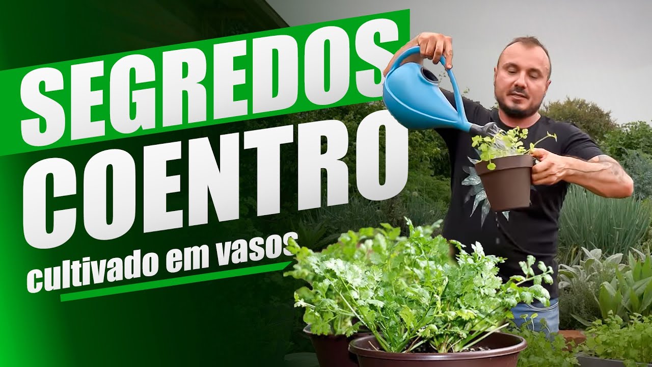 O Segredo para CULTIVAR COENTRO em VASO - YouTube