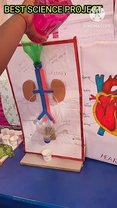 Kidney working model science project//Kidney science project//Heart ...