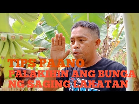 TIPS PAANO PALAKIHIN ANG BUNGA NG SAGING/ TUTORIAL/LAKATAN FARM. - YouTube