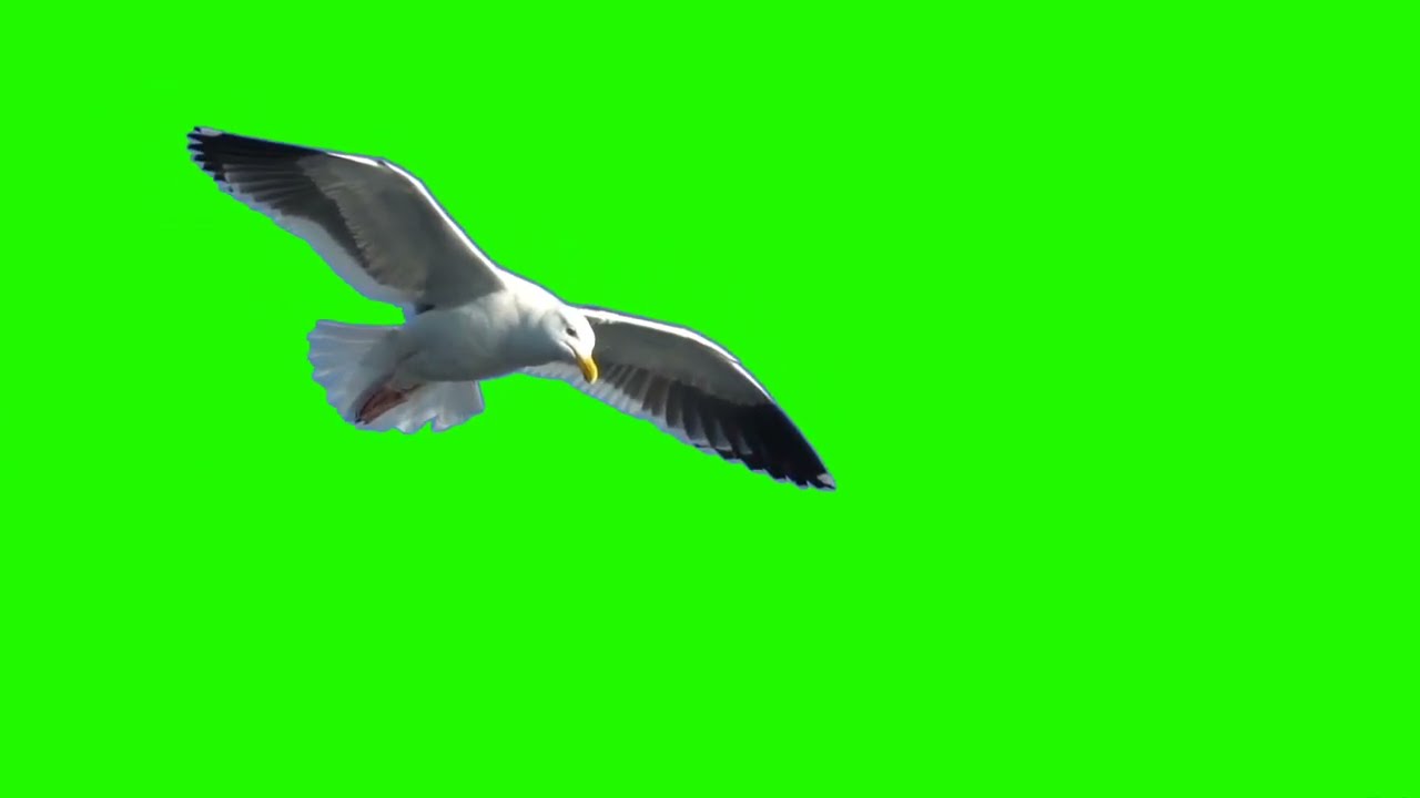 Birds flying green screen animation, Green screen Birds animation ...