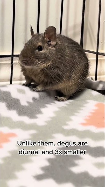 Degu Facts - YouTube