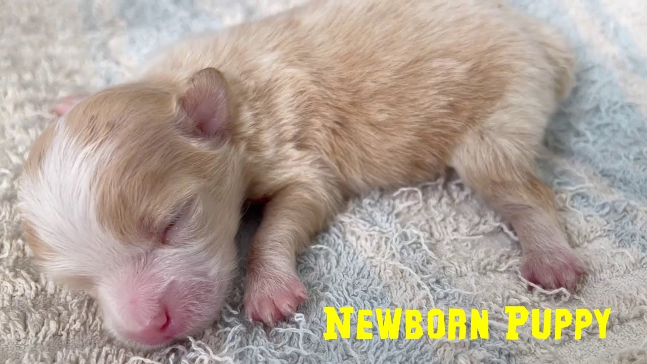 Newborn puppy video compilation - YouTube