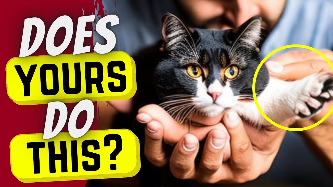 If your cat does THIS, you should be worried... - YouTube
