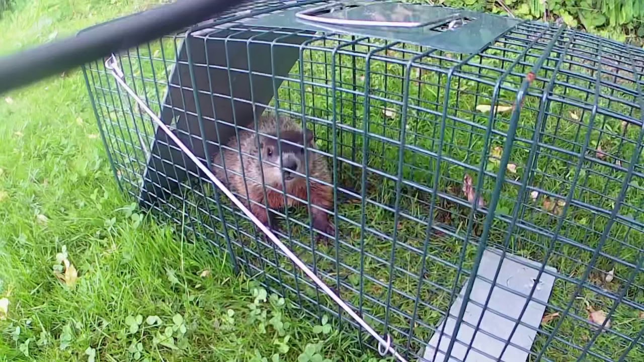 Hogzilla 4 and 5! - YouTube