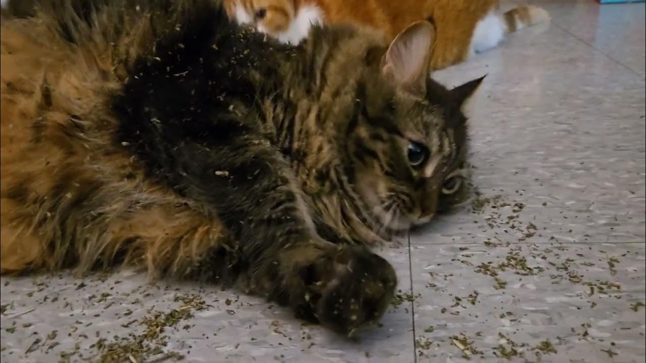 Catnipped 😆 #catshorts #cat #catnip #funnycats #catlover #funnyanimals #cats - YouTube