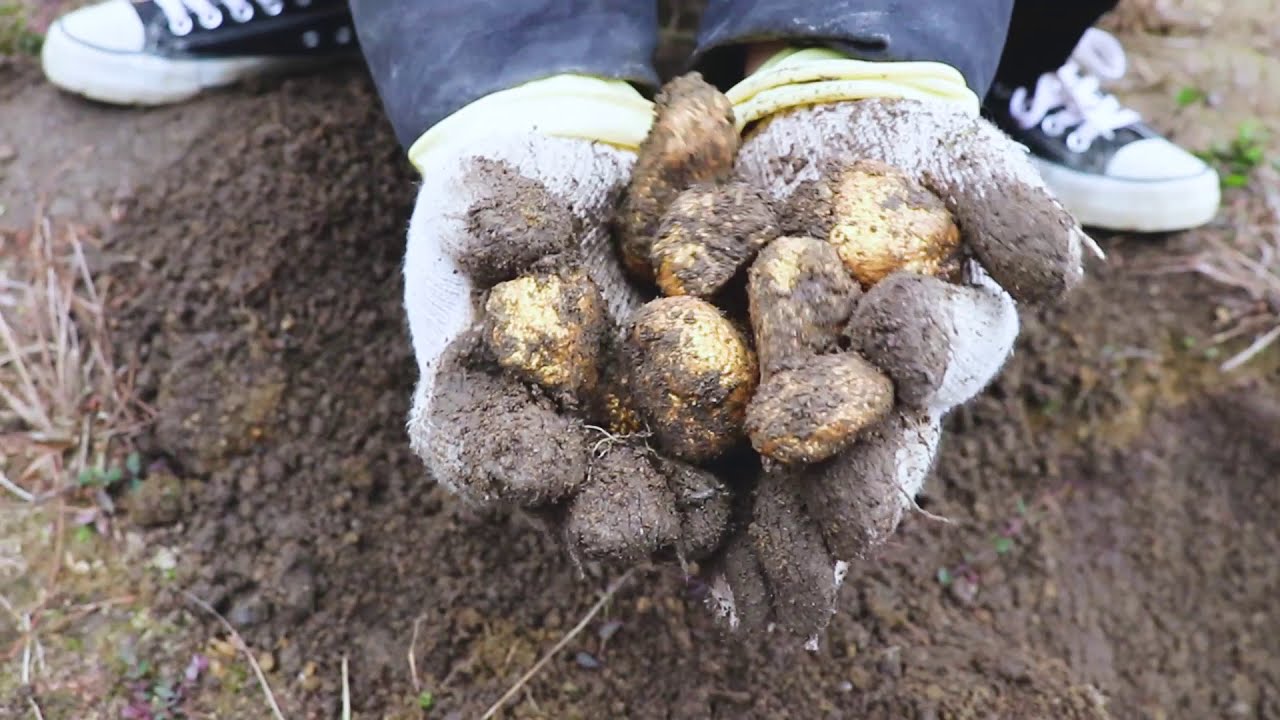 Metal detector/island treasure hunt, gold digging tools to dig gold ...
