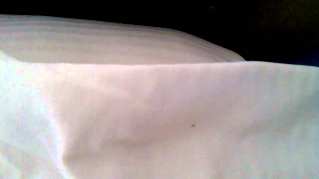 Hilton Cancun, bugs in the bed! - YouTube