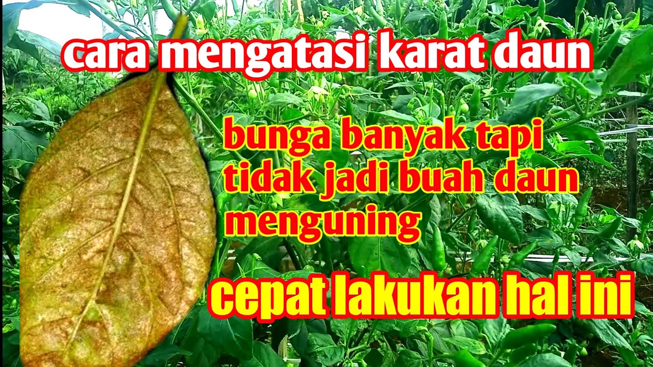 Gugur bunga karat daun menguning tidak jadi buah ini cara mengatasinya ...