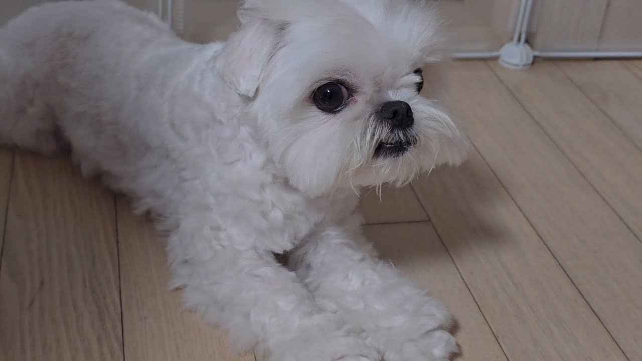화나서 낑낑대는 강아지 정두부 달래기 Youtube