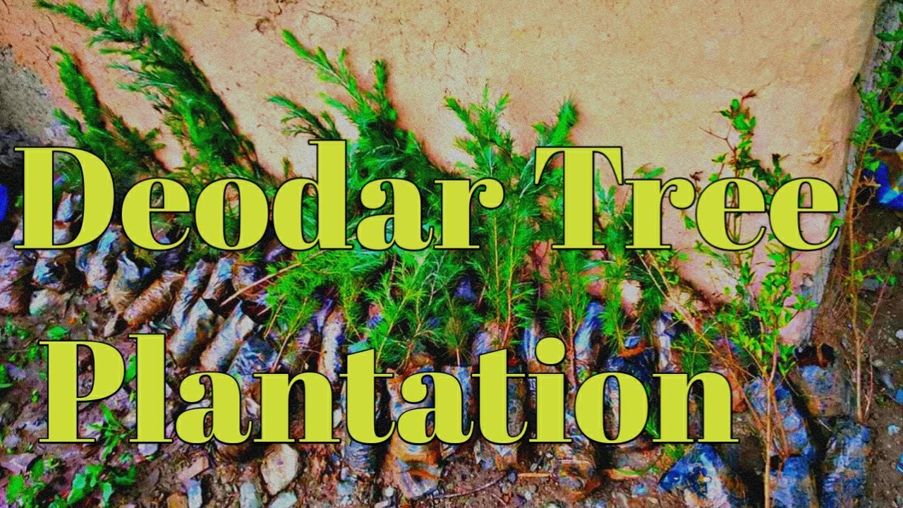 ||Deodar tree plantation 2019||trees on, Global warming gone|| - YouTube