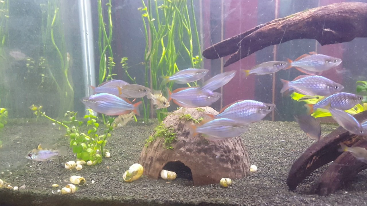Dwarf Neon Rainbowfish and German Blue Ram fry - YouTube