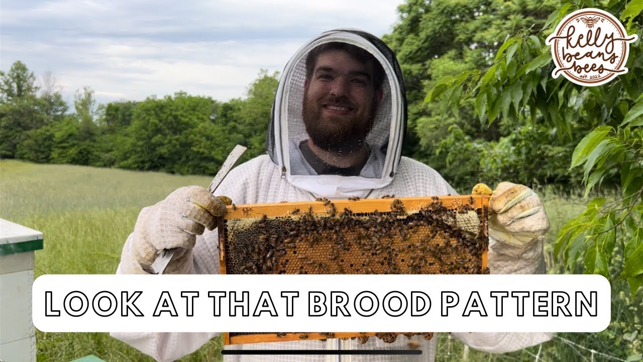 Look At That Brood Pattern - YouTube
